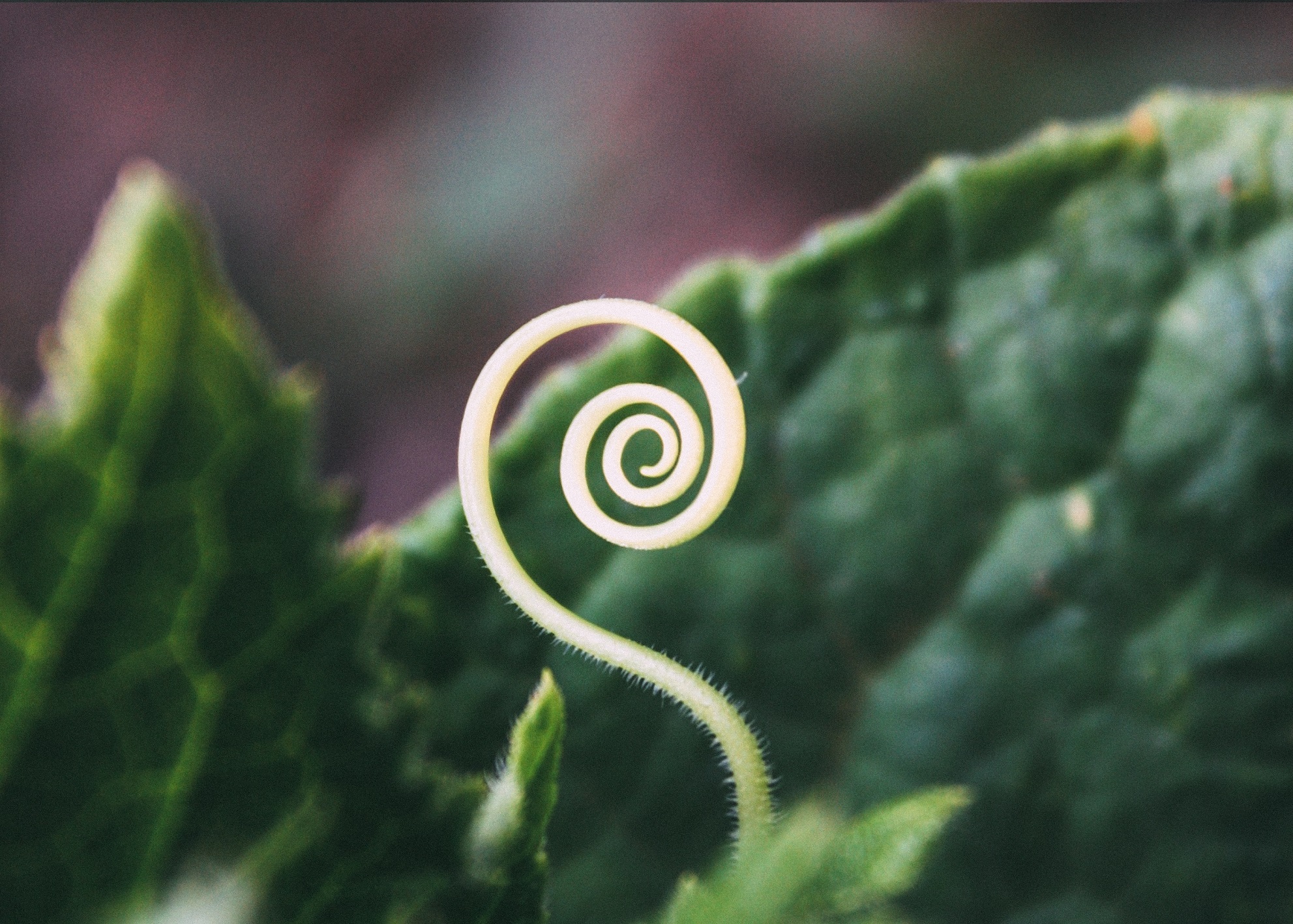 Blog: Spring4Shell Vulnerability - Communicate